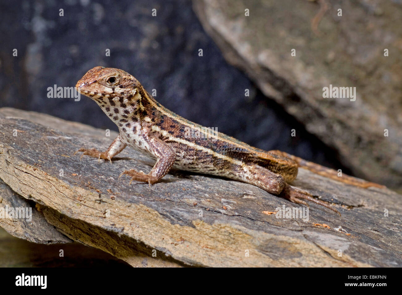 Haitian curlytail lizard, Masked Curly-tailed Lizard (Leiocephalus ...