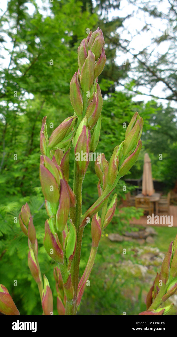 Adam's needle, weak-leaf Yucca (Yucca filamentosa), inflorescence in ...