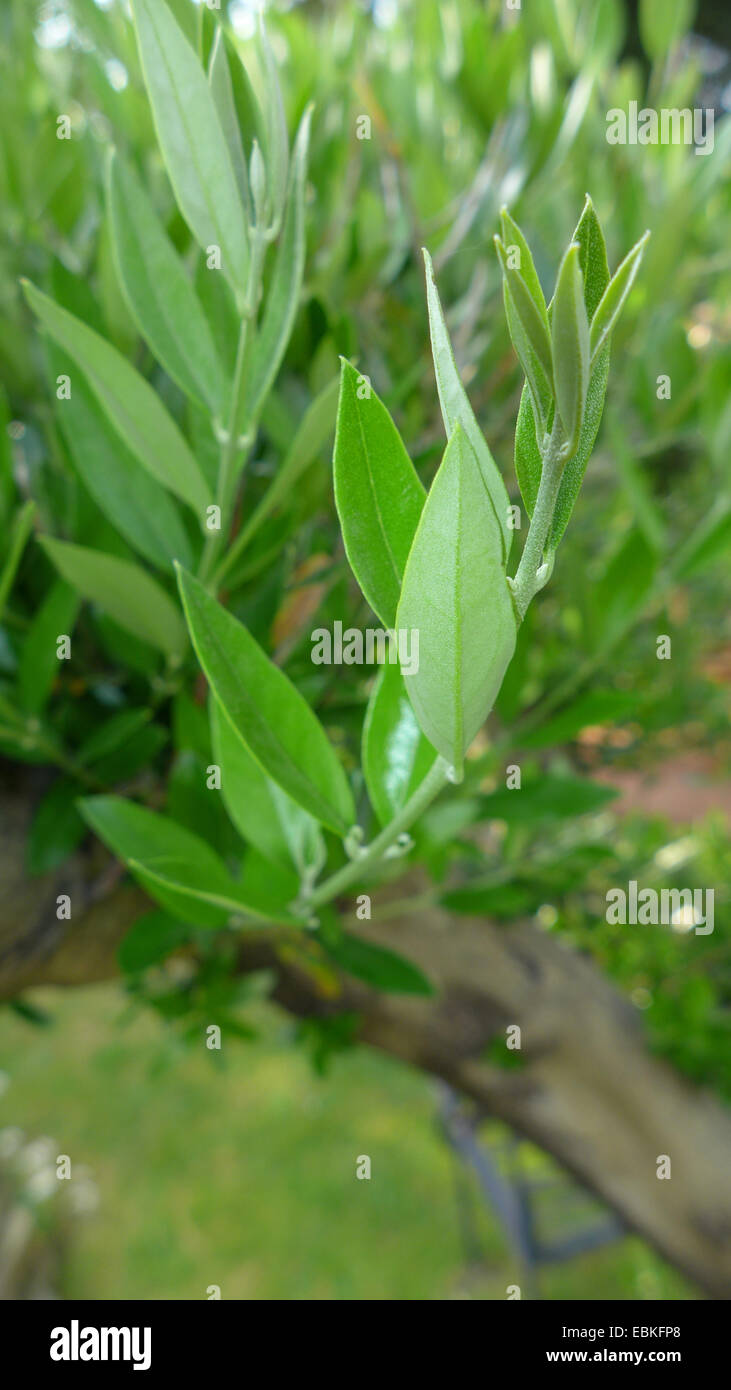 Olive tree olea europaea ssp sativa hi-res stock photography and images ...