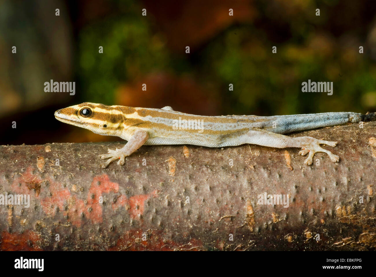 Dwarf Gecko (Lygodactylus kimhowelli), on a branch Stock Photo - Alamy