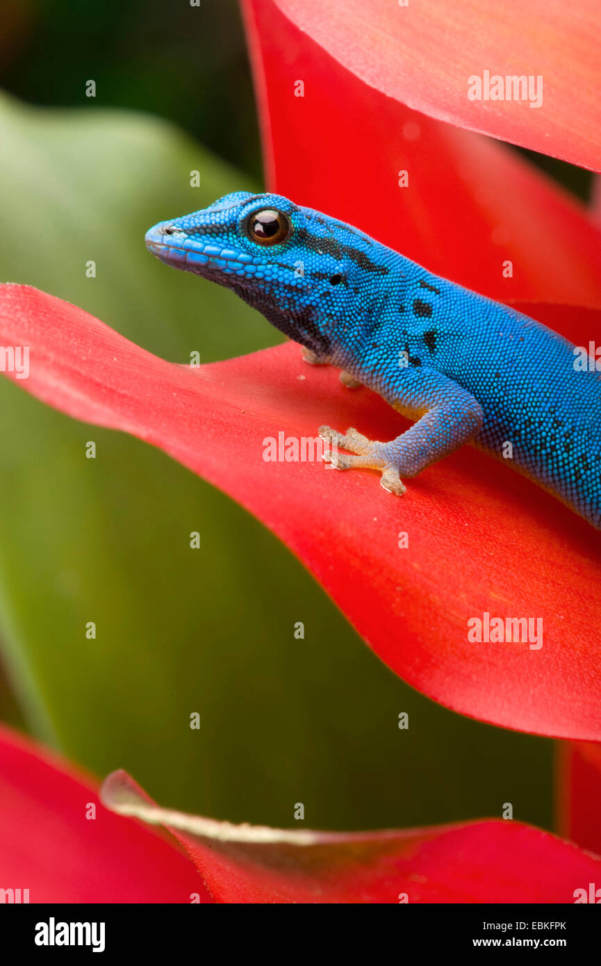 Electric blue day gecko hi-res stock photography and images - Alamy