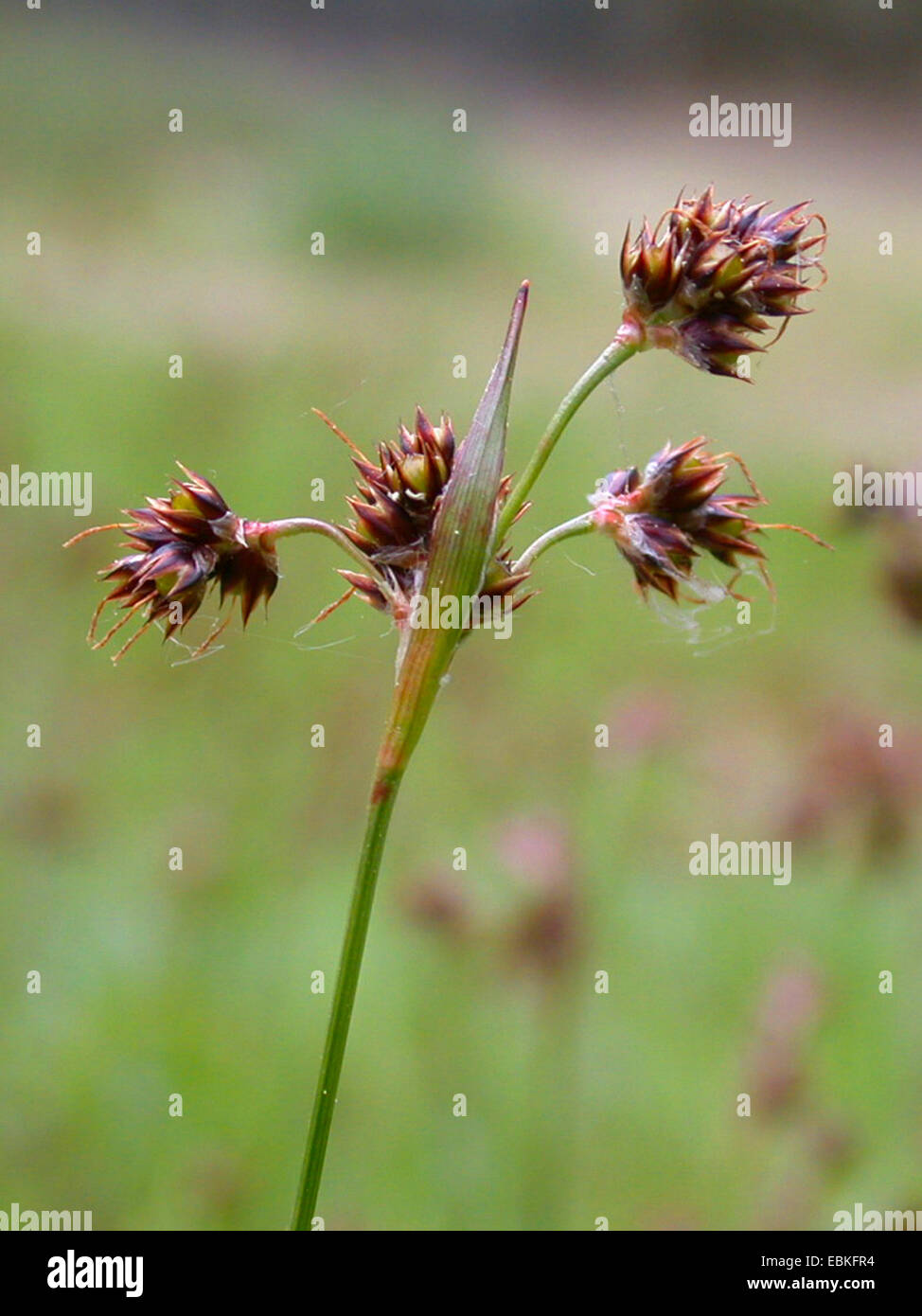 field wood-rush, sweeps brush (Luzula campestris), inflorescence ...