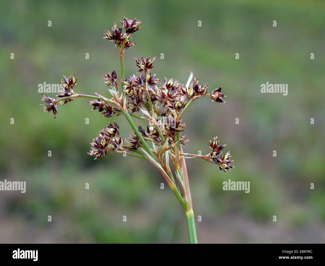 Sharp flowered rush hi-res stock photography and images - Alamy