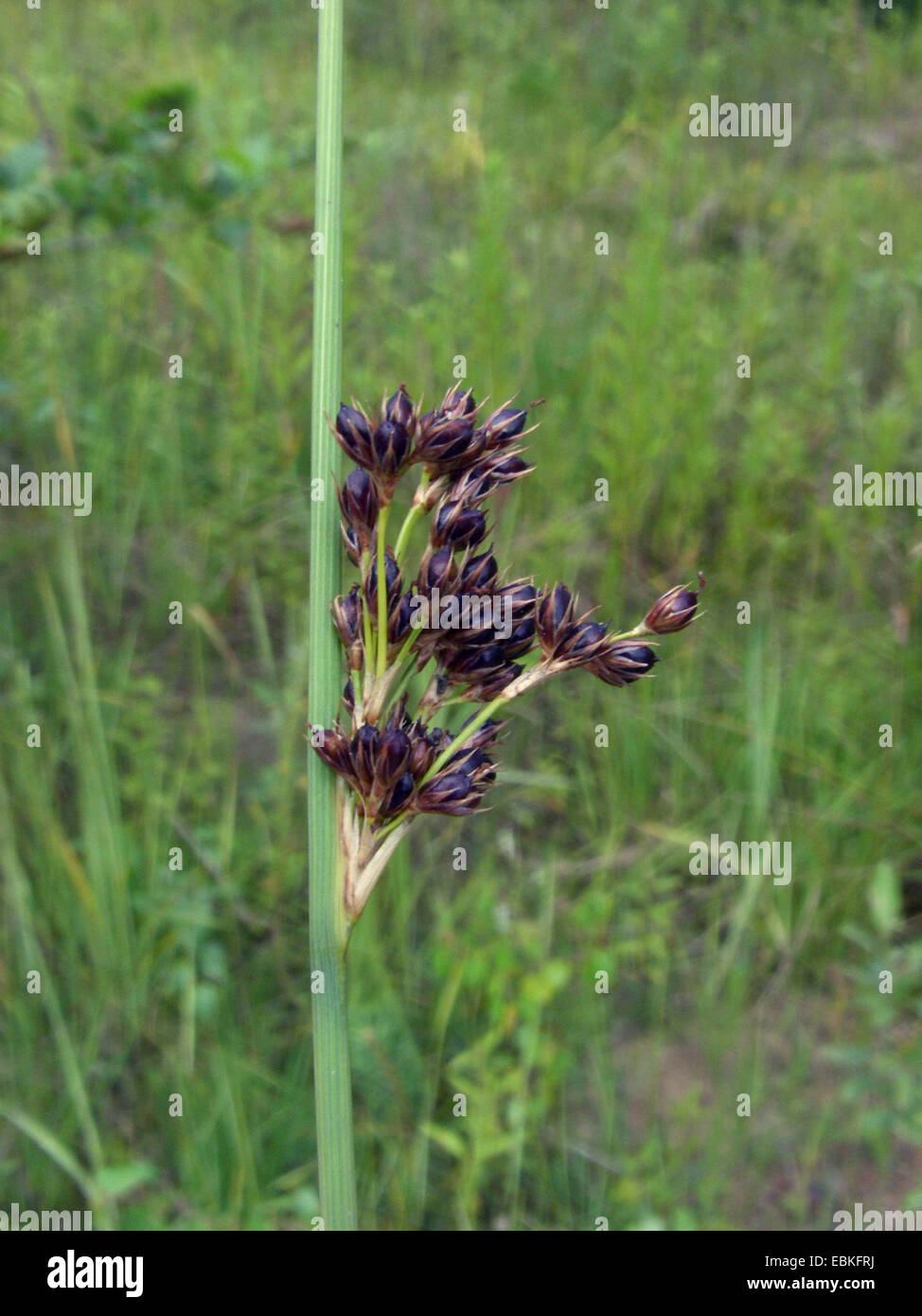 European hard rush hi-res stock photography and images - Alamy