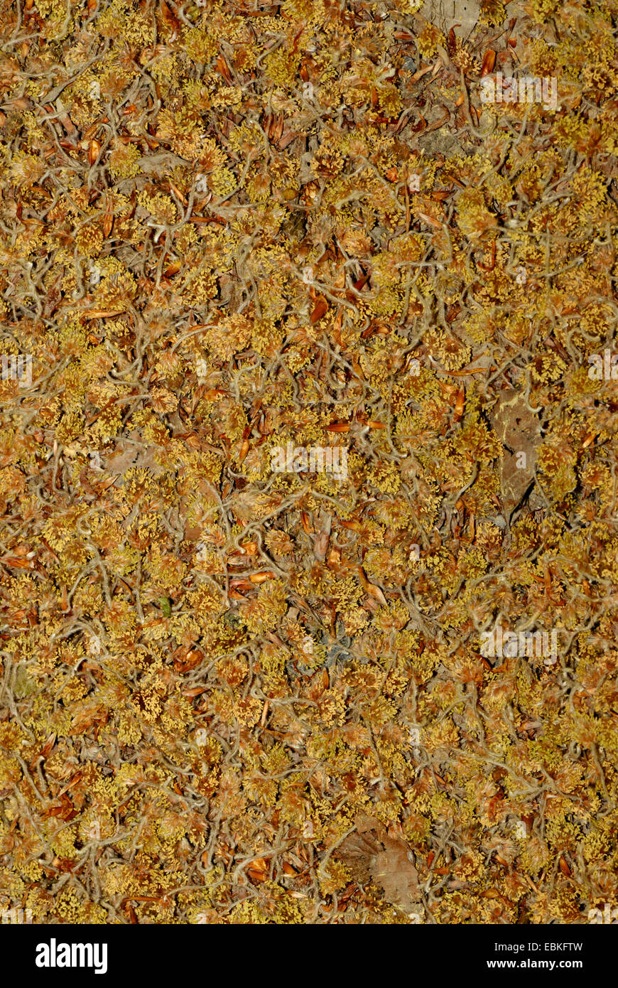 common beech (Fagus sylvatica), beech flowers on the ground, Germany ...