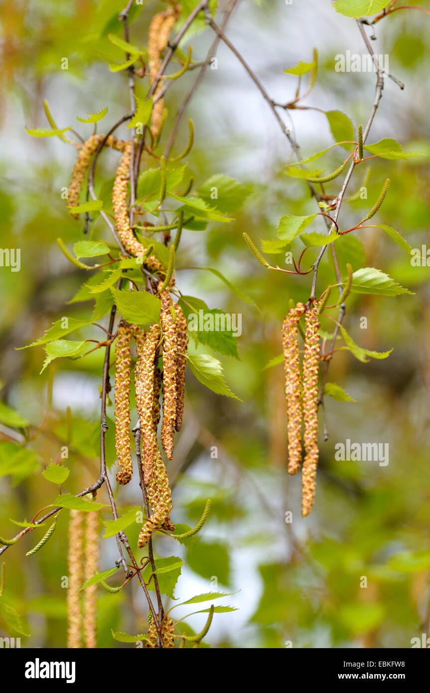 Male flower silver birch betula hi-res stock photography and images - Alamy