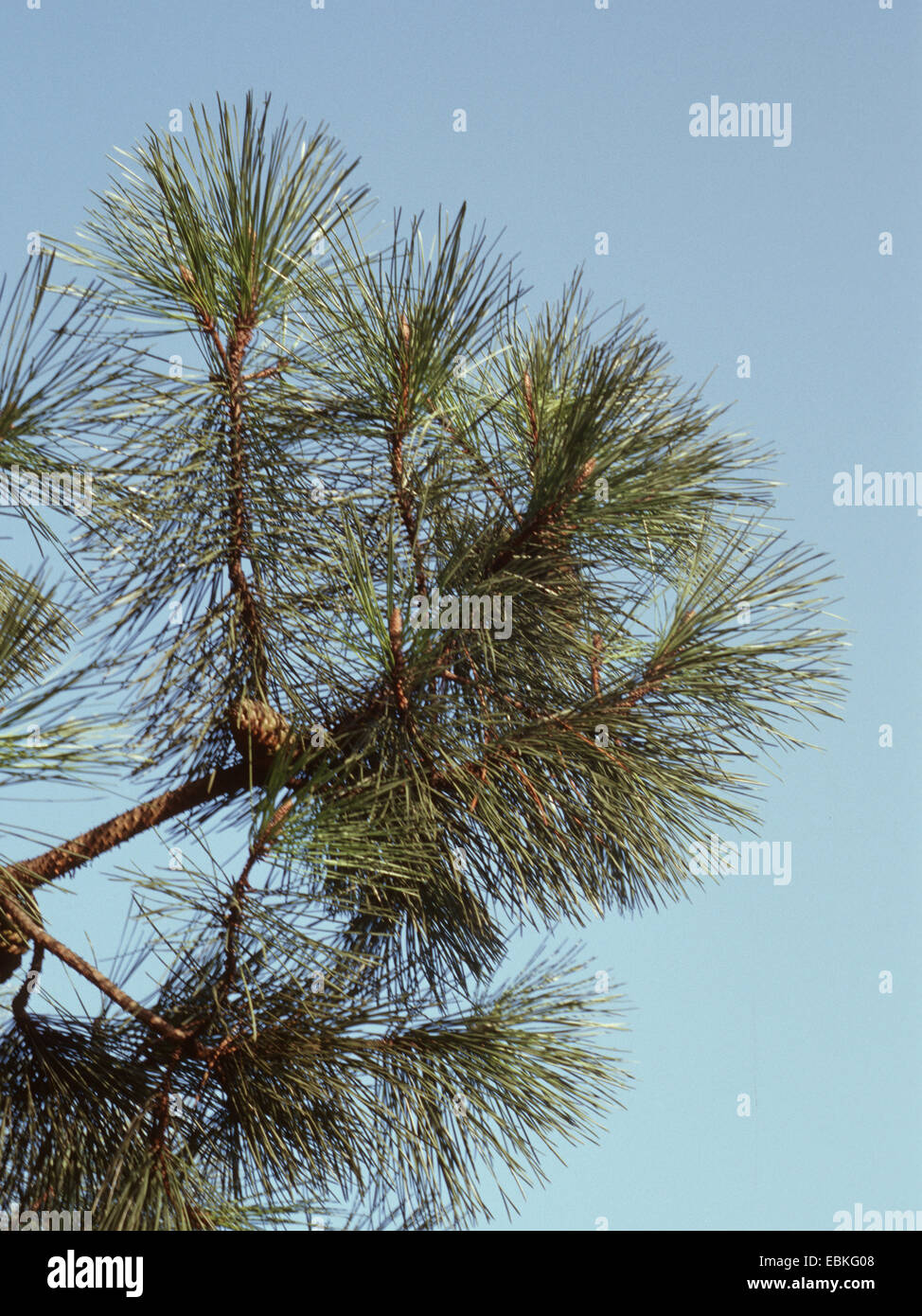 maritime pine (Pinus pinaster), branches Stock Photo - Alamy