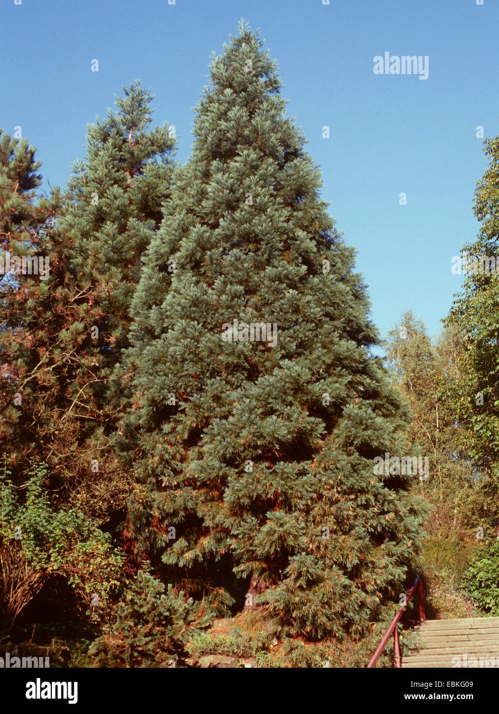 giant sequoia, giant redwood (Sequoiadendron giganteum), trees in an ...