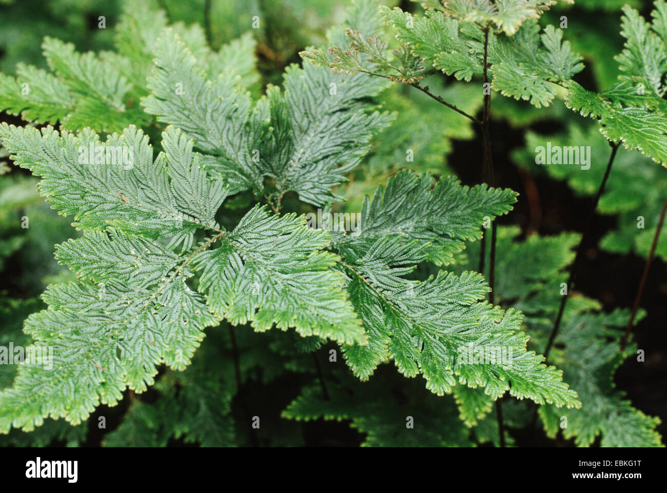 Selaginella spikemoss hi-res stock photography and images - Alamy