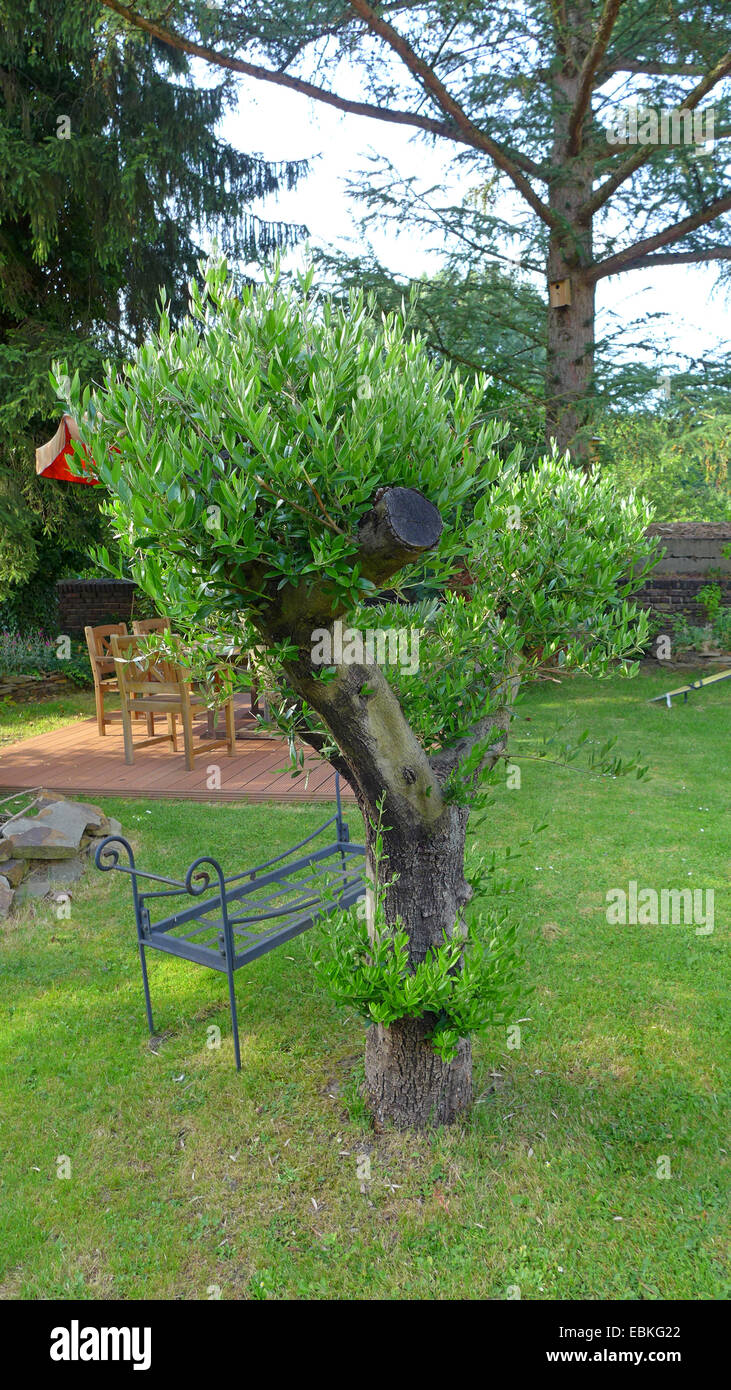 Young olive tree hi-res stock photography and images - Alamy