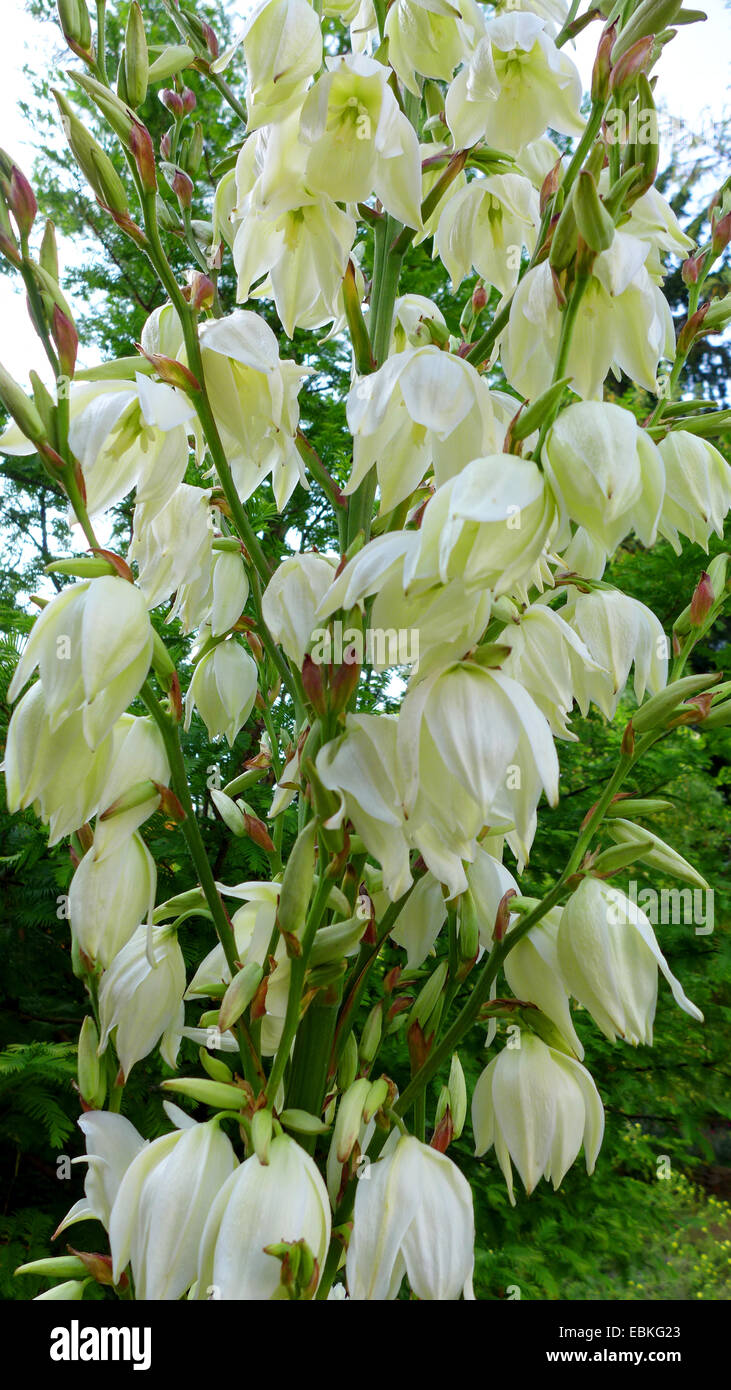 Adam's needle, weak-leaf Yucca (Yucca filamentosa), inflorescence Stock ...