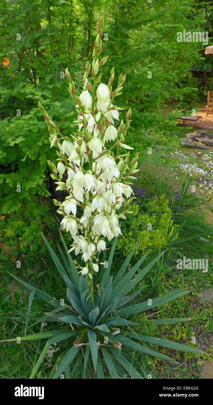 Adam's needle, weak-leaf Yucca (Yucca filamentosa), blooming Stock ...