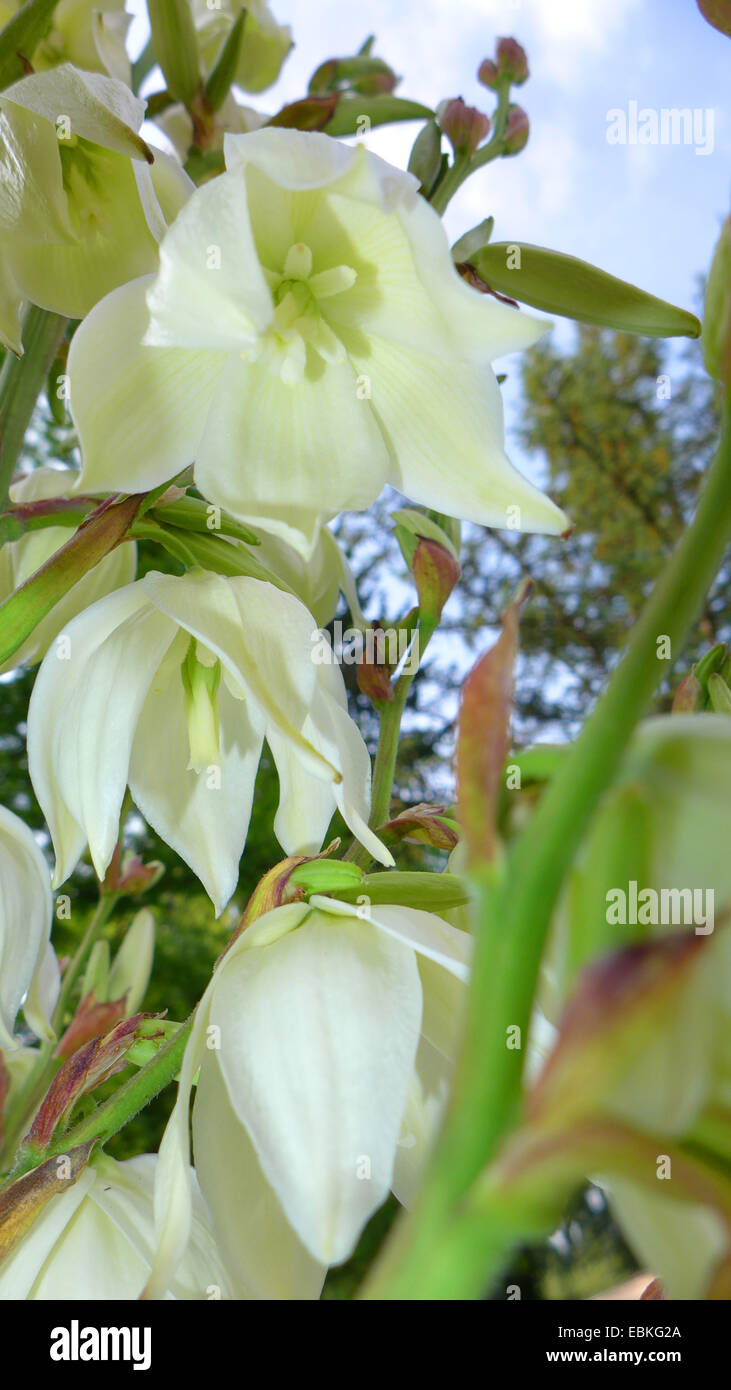 Adam's needle, weak-leaf Yucca (Yucca filamentosa), flowers Stock Photo ...