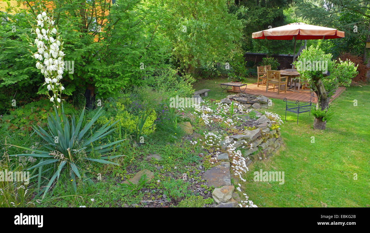 Adam's needle, weak-leaf Yucca (Yucca filamentosa), rock garden with ...