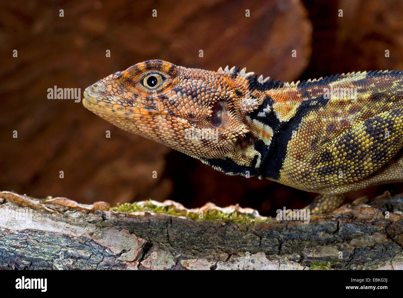 Plica hi-res stock photography and images - Alamy