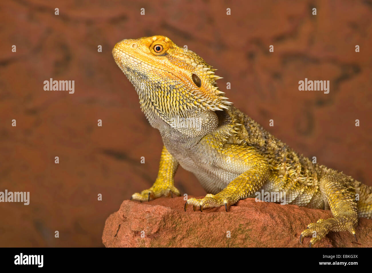 Central Bearded Dragon (Pogona vitticeps), side view Stock Photo - Alamy