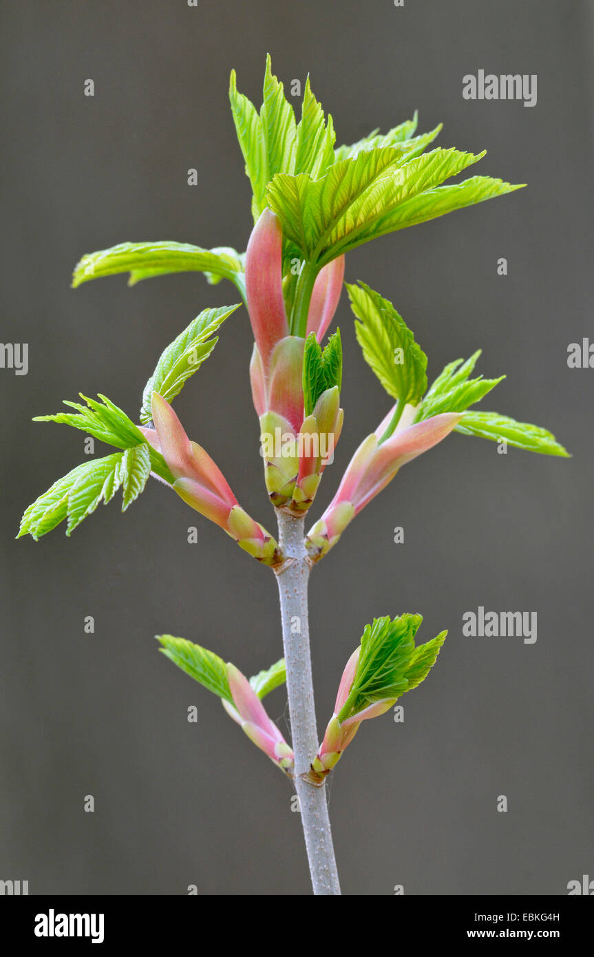 Young maples hi-res stock photography and images - Alamy
