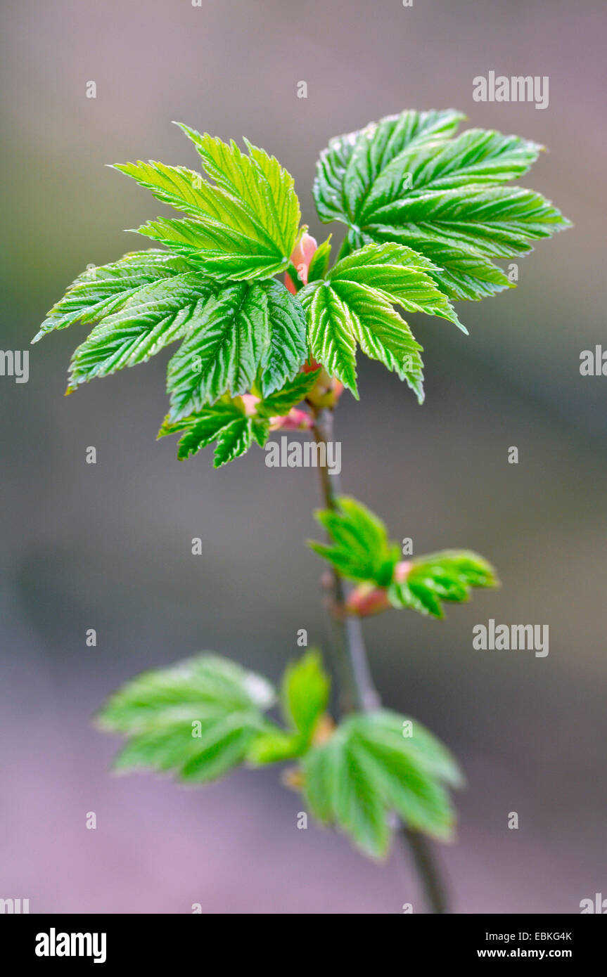 Close up of a maple leaf hi-res stock photography and images - Alamy