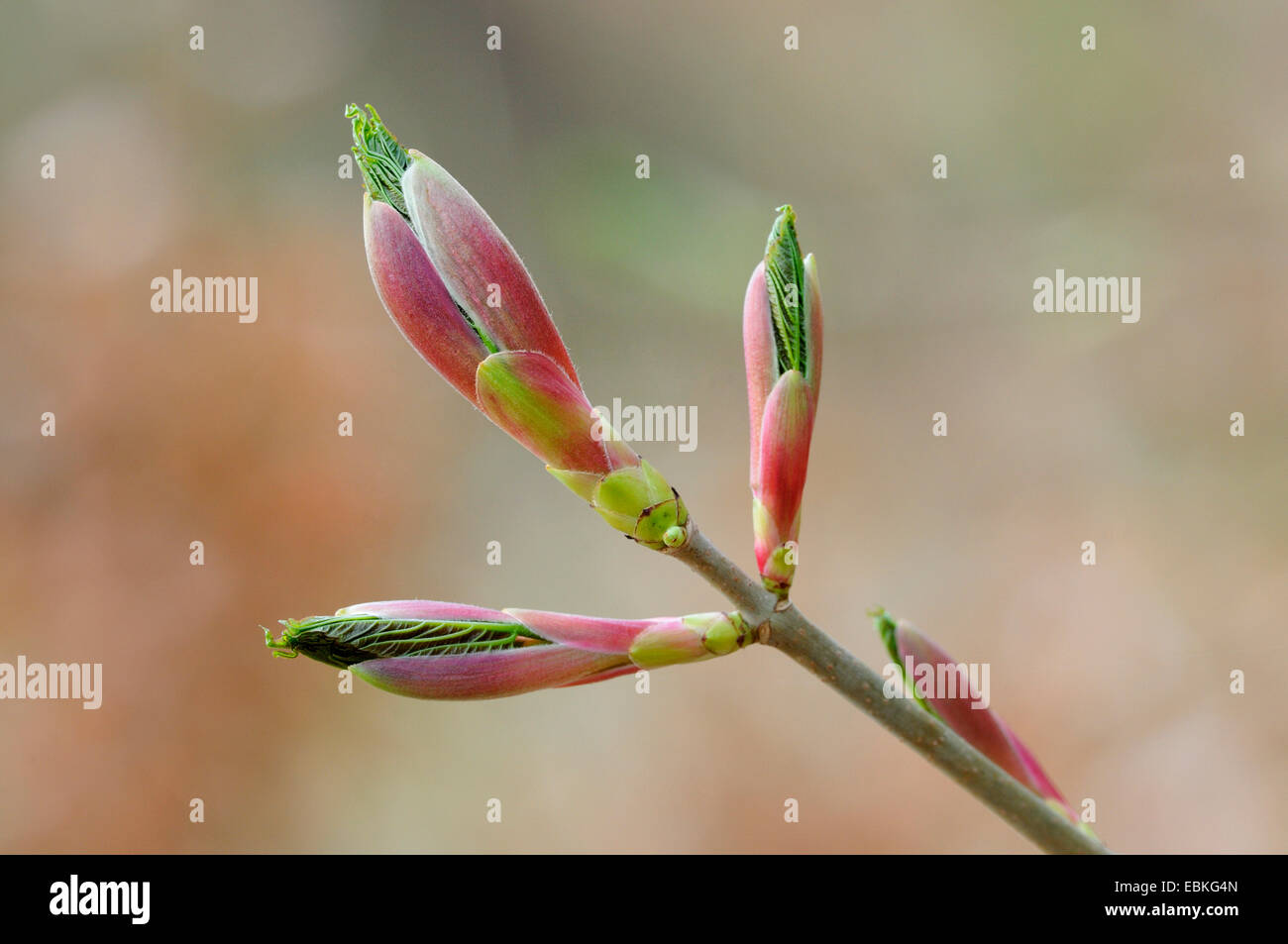 sycamore maple, great maple (Acer pseudoplatanus), leaf shoot of a ...