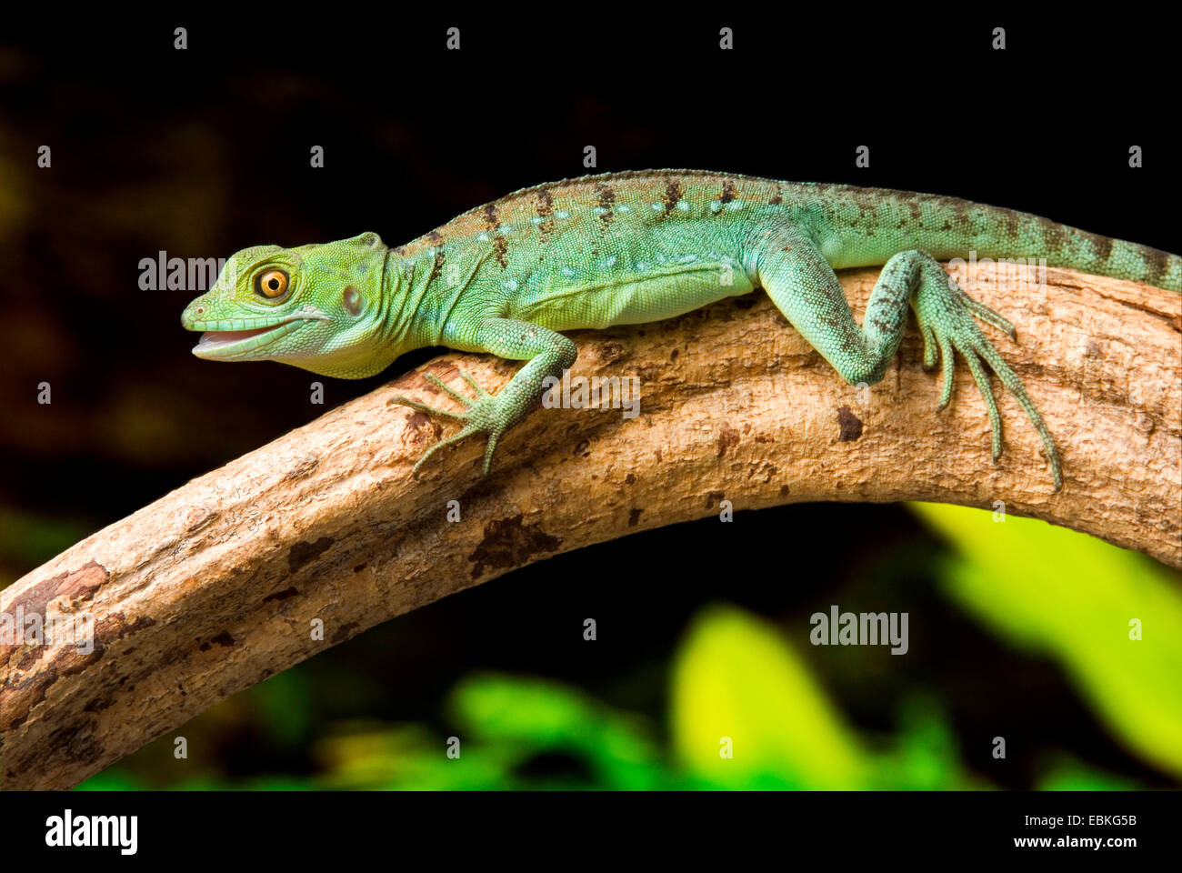green basilisk, plumed basilisk, double-crested basilisk (Basiliscus ...