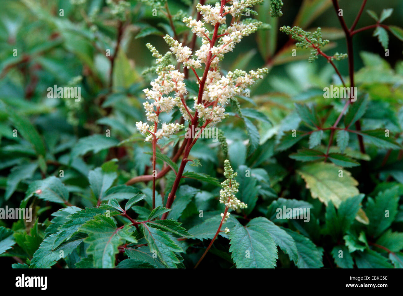false goatsbeard (Astilbe 'Astray', Astilbe Astray), blooming Stock ...