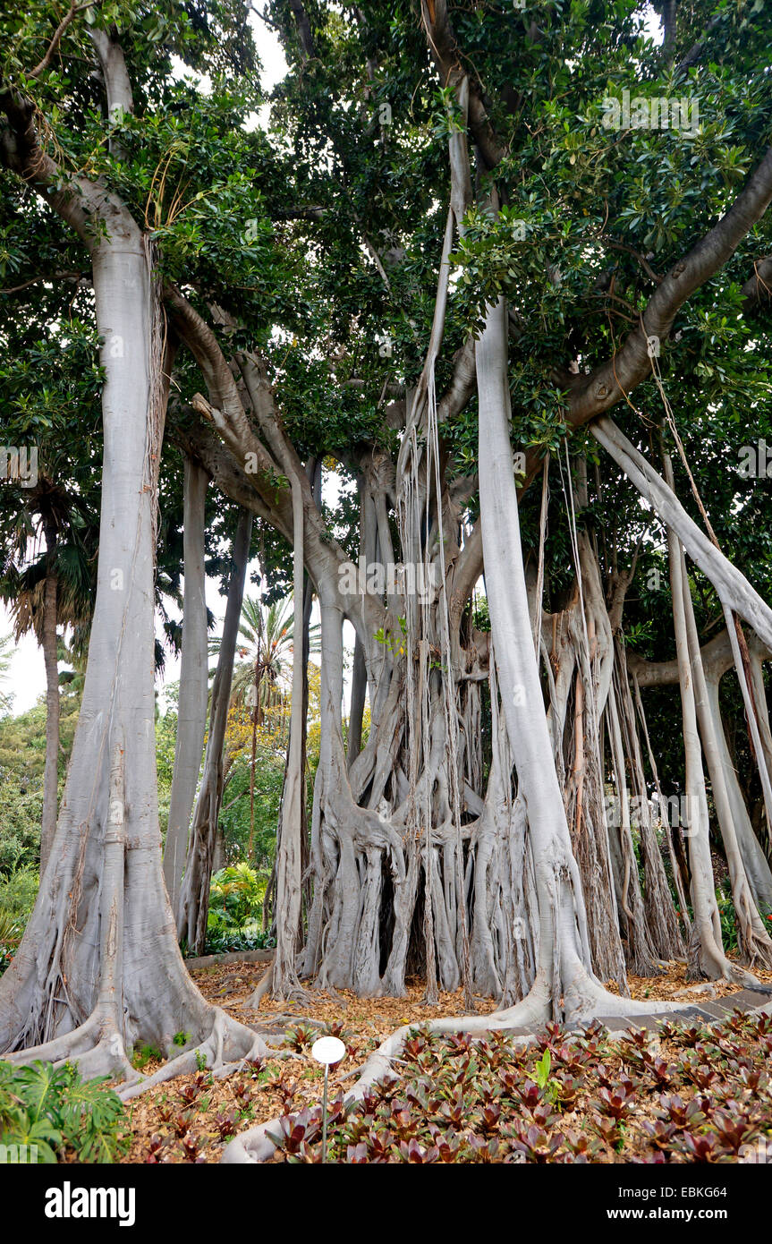 Lord Howe Banyan (Ficus macrophylla ssp. columnaris, Ficus columnaris ...