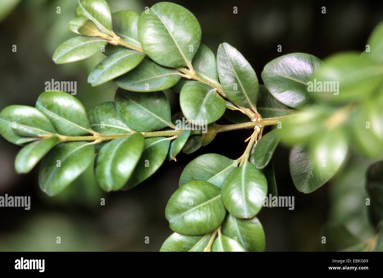 common box, boxwood (Buxus sempervirens 'Bullata', Buxus sempervirens ...
