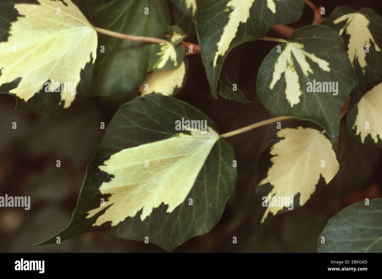 Persian Ivy (Hedera colchica 'Dentata Variegata', Hedera colchica ...