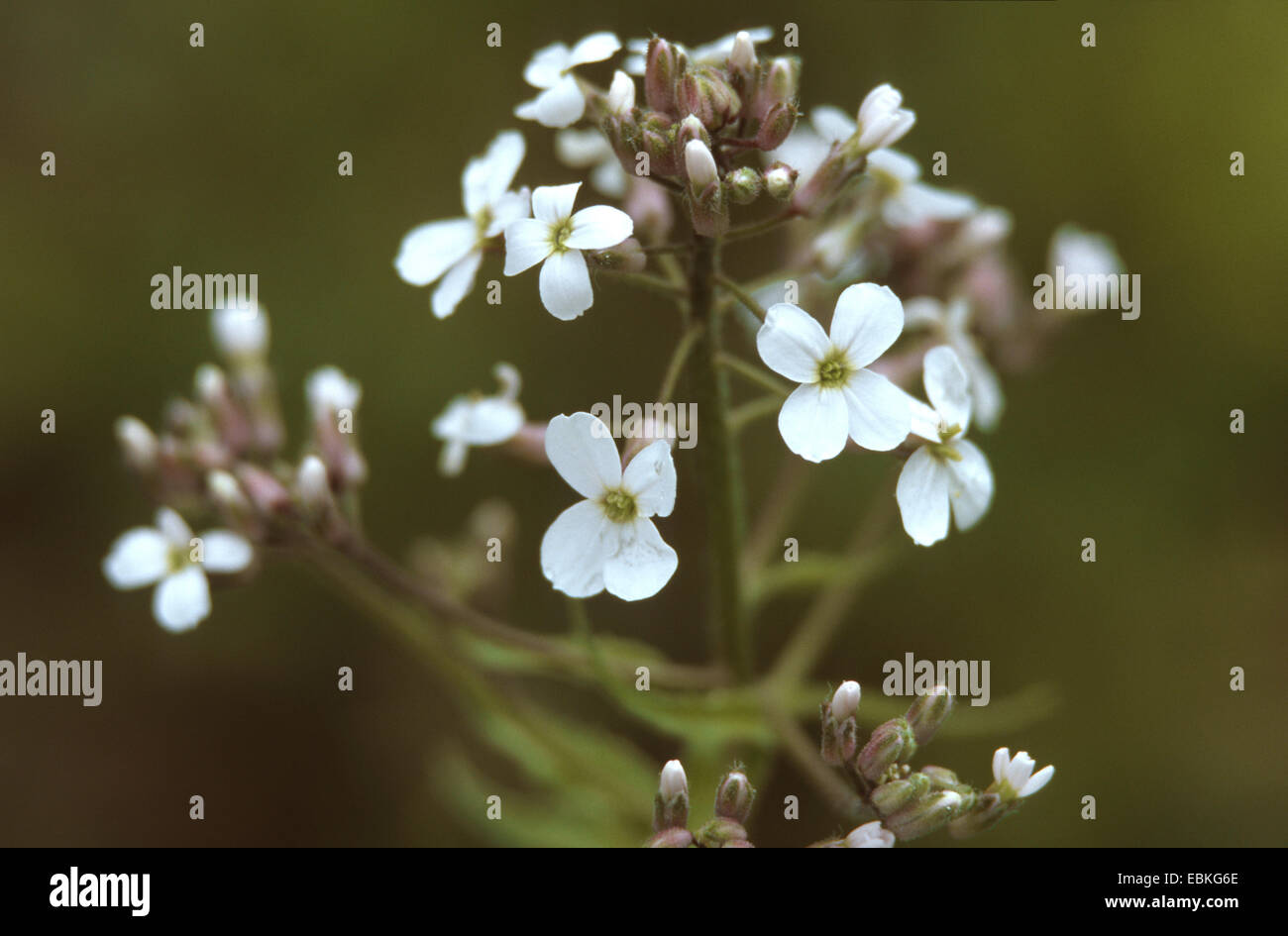 dame's-rocket, dame's-violet, garden rocket, Dame's rocket (Hesperis ...