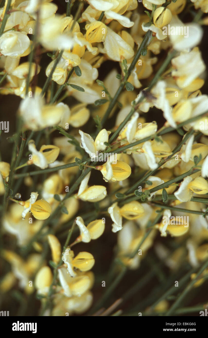 Warminster Broom (Cytisus x praecox, Cytisus praecox), blooming Stock ...