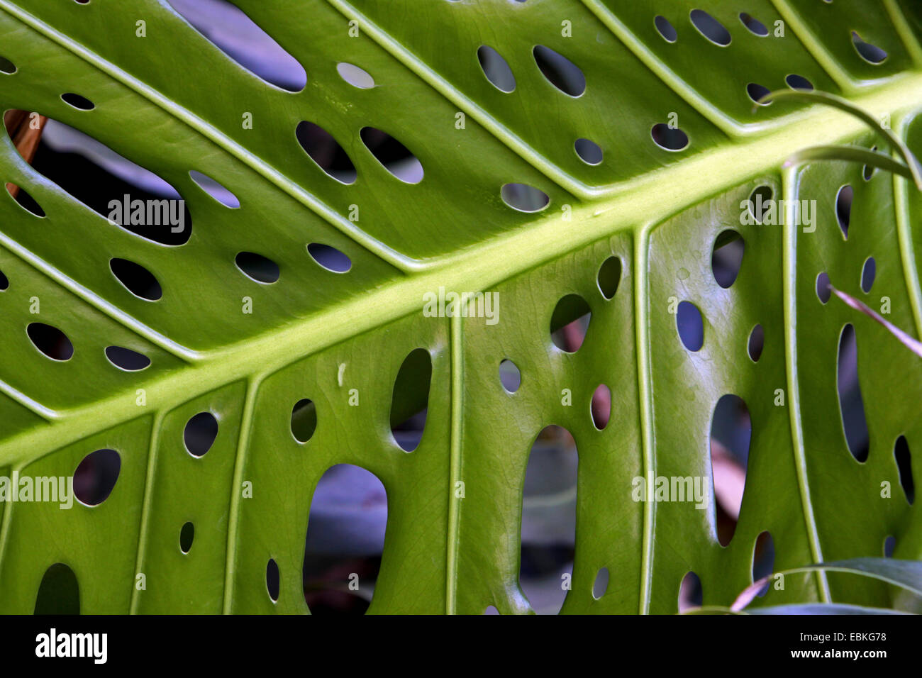 Ceriman, Swiss cheese plant, Split-leaf philodendron, Window-leaf plant ...