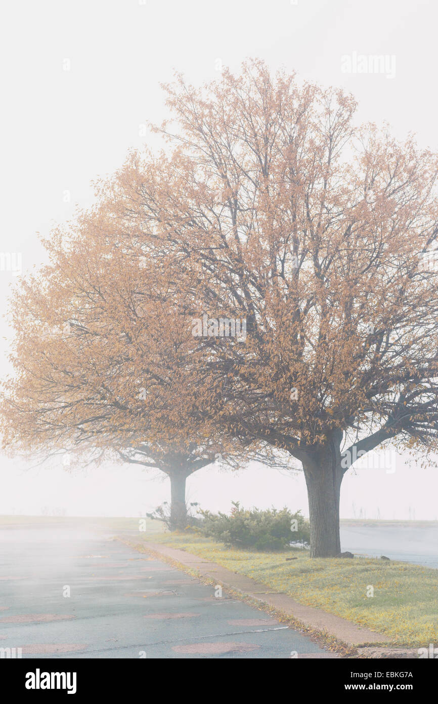 Linden trees with fall foliage blanketed in fog Stock Photo - Alamy