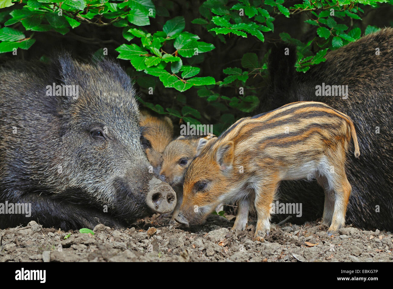wild boar, pig, wild boar (Sus scrofa), wild sow with shotes und a ...