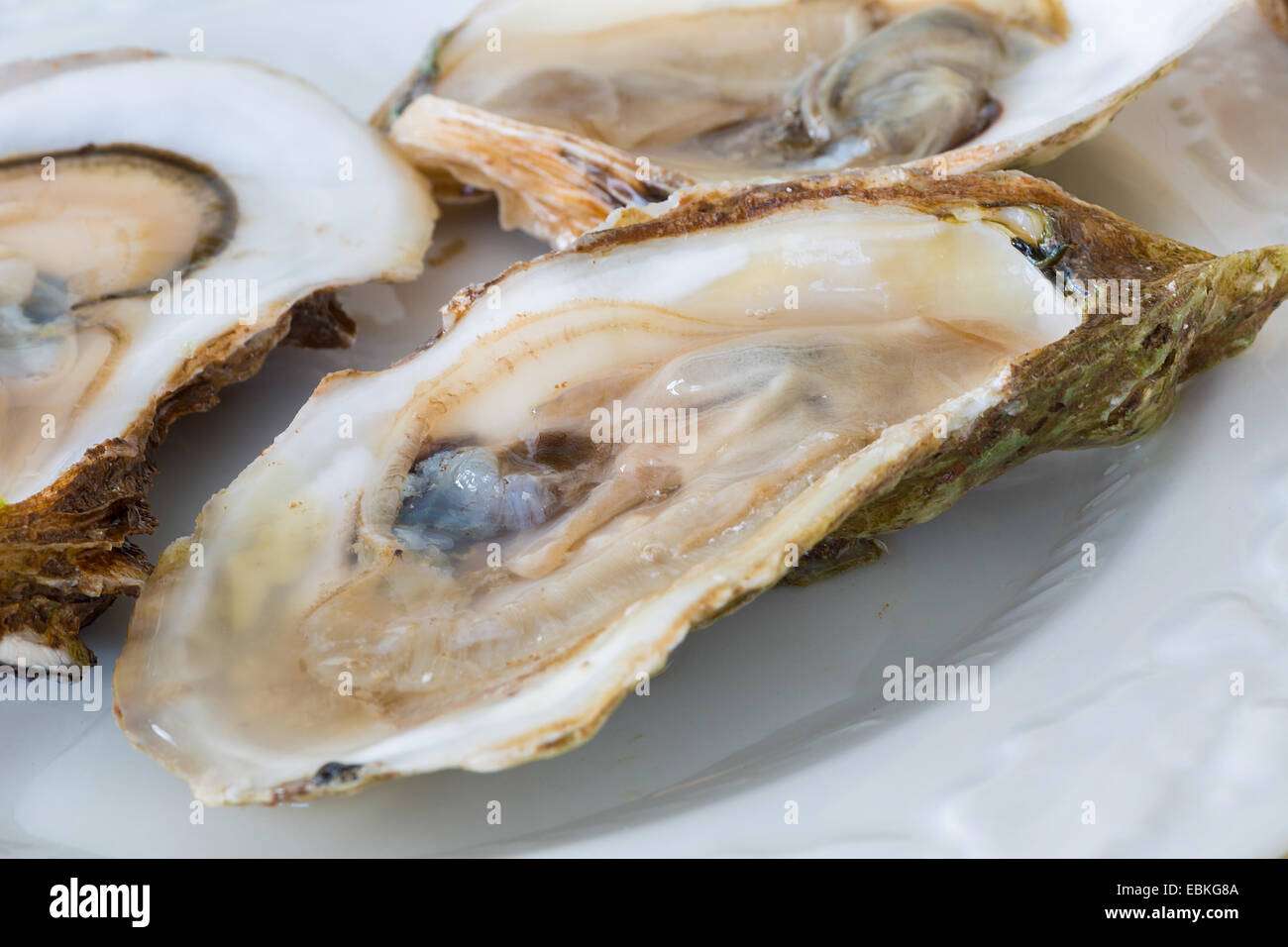 Raw oysters on the half shell Stock Photo - Alamy