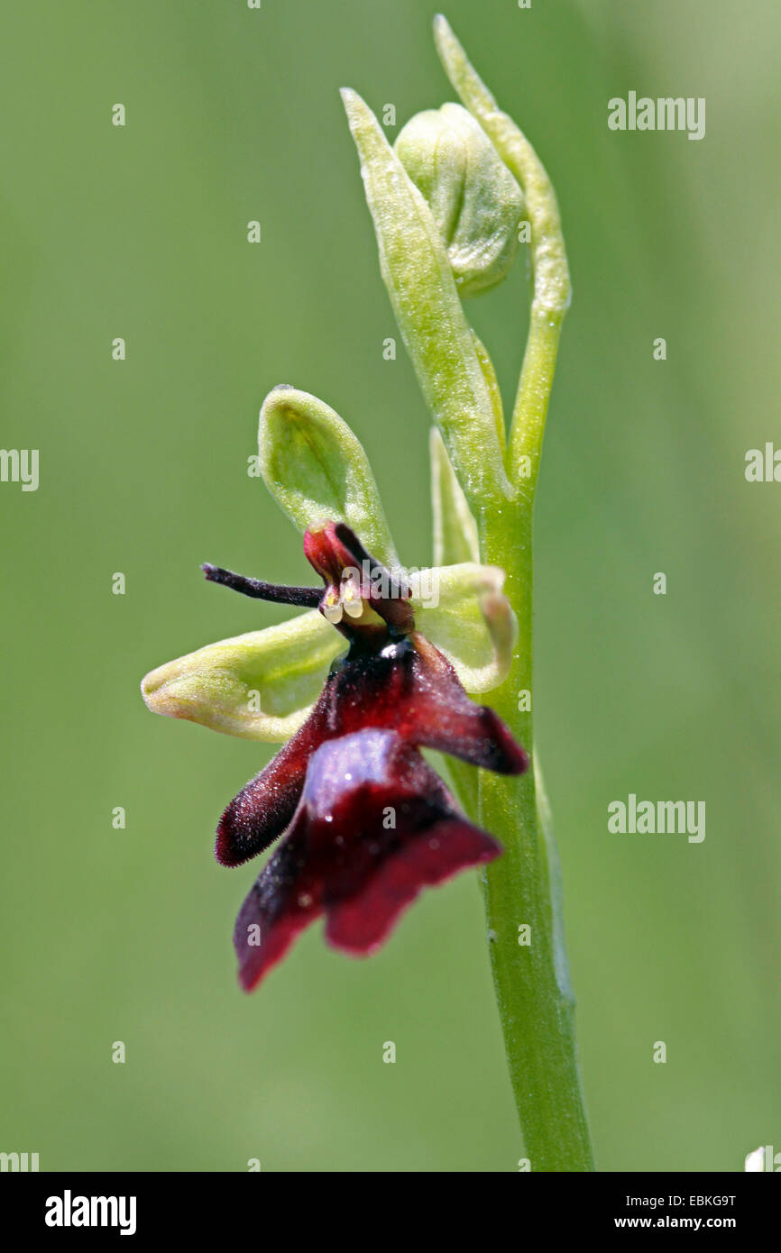 fly orchid (Ophrys insectifera), flower, Germany, North Rhine ...