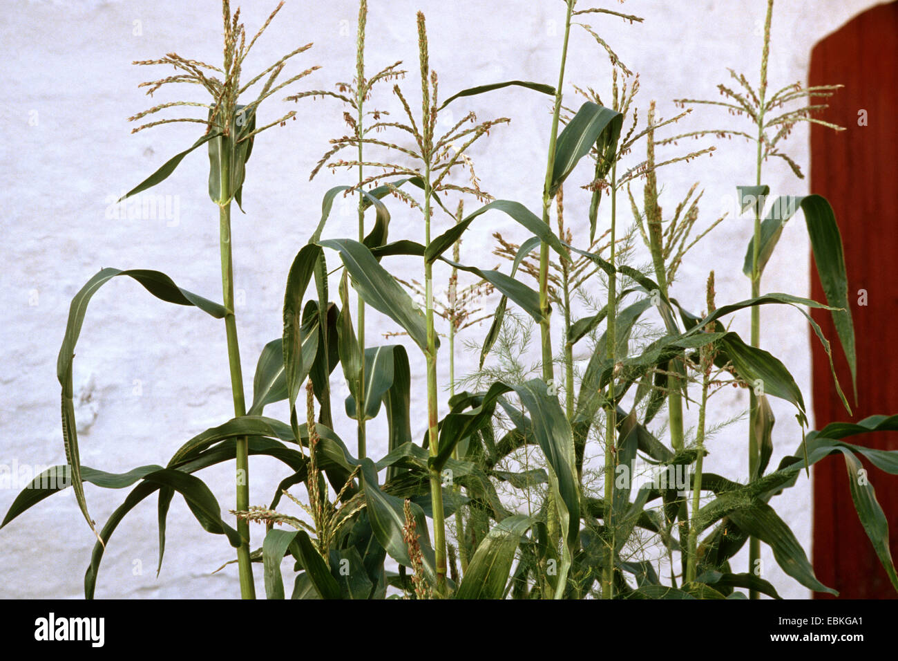 Indian corn, maize (Zea mays), blooming in a frontgarden, mal ...