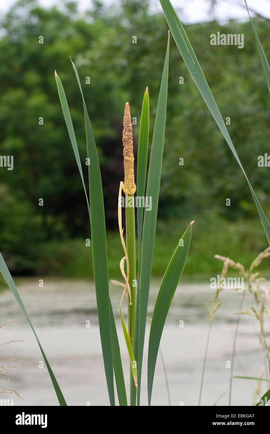 Common reedmace hi-res stock photography and images - Alamy