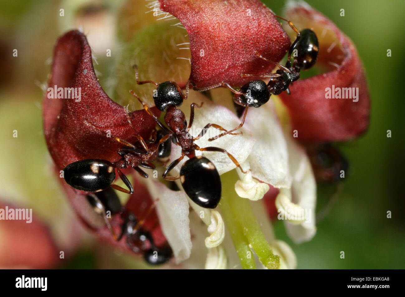 Dolichoderus quadripunctatus (Dolichoderus quadripunctatus), several ...