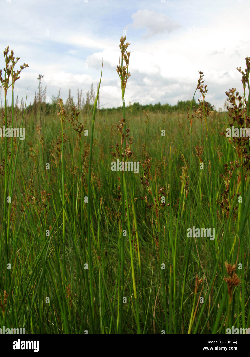 Sharp flowered rush hi-res stock photography and images - Alamy