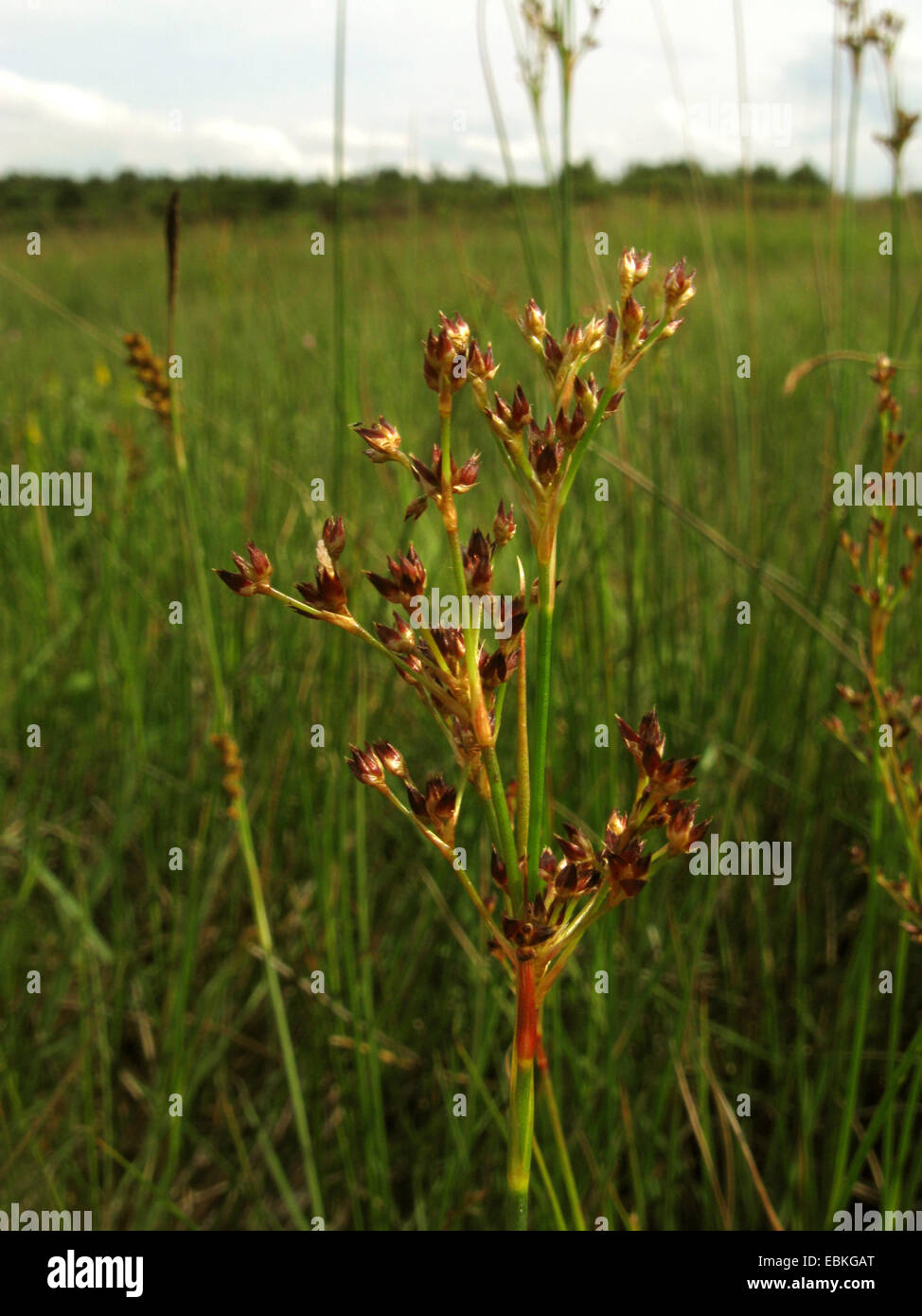 sharp-flowered rush (Juncus acutiflorus), inflorescence, Germany, North ...