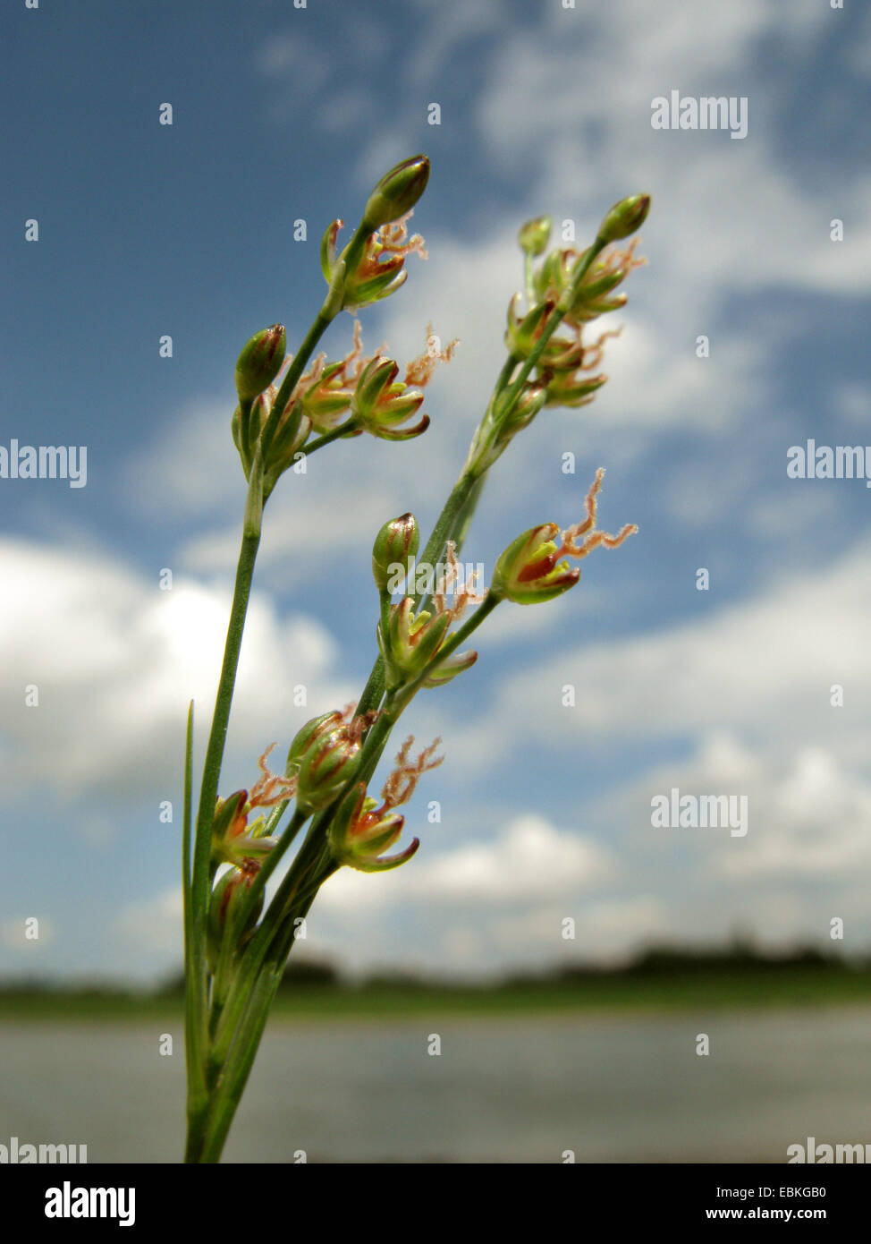 round-fruited rush, flattened rush (Juncus compressus), inflorescence ...