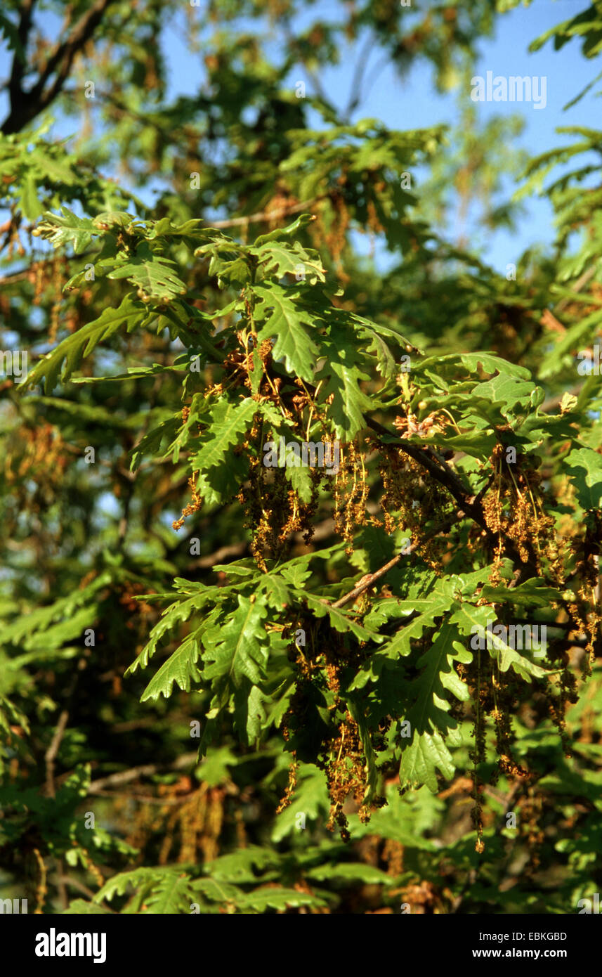 Turkey oak (Quercus cerris), branch with male flowers Stock Photo - Alamy