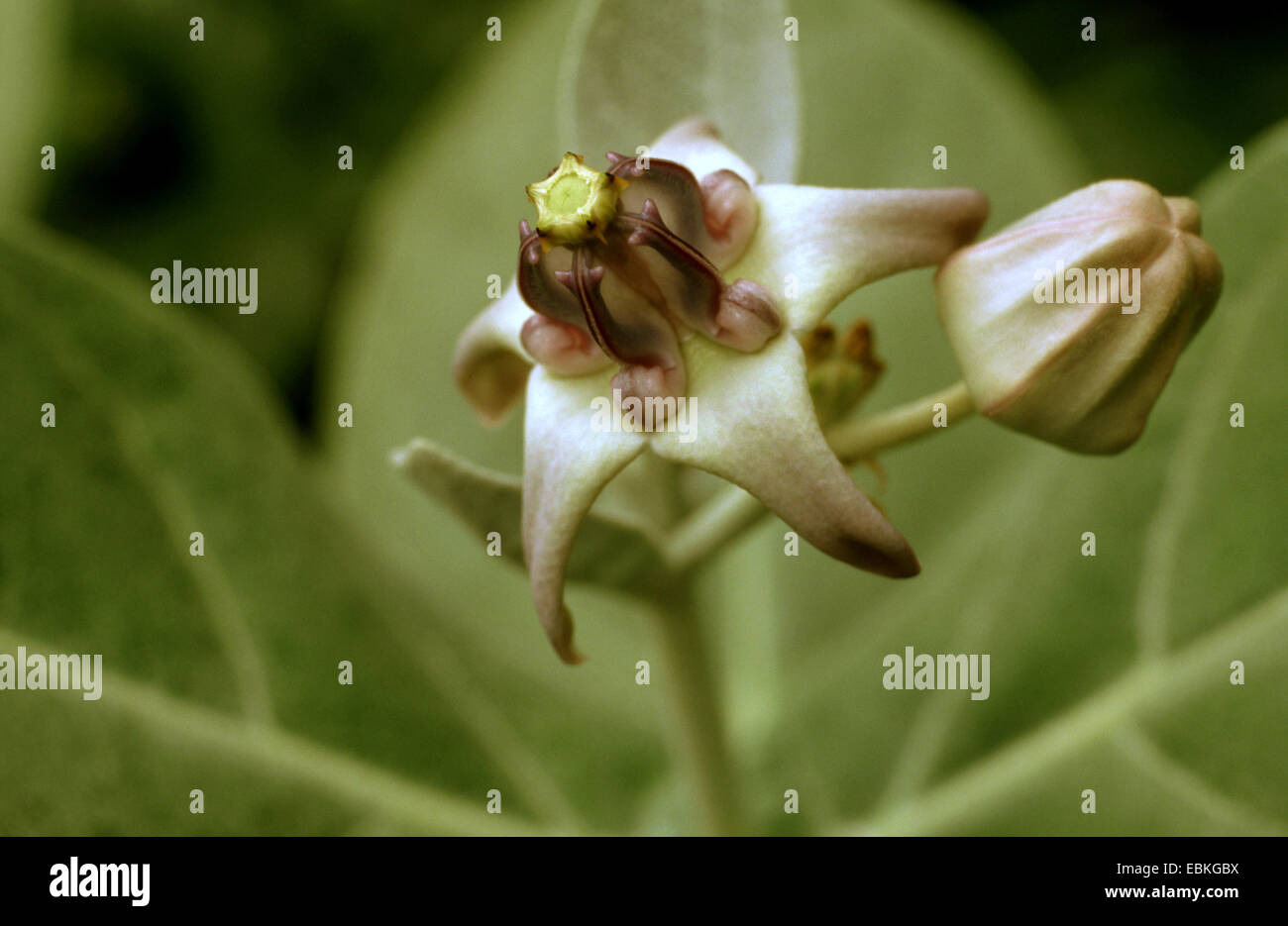 madar, yercum (Calotropis gigantea), flower and bud Stock Photo - Alamy