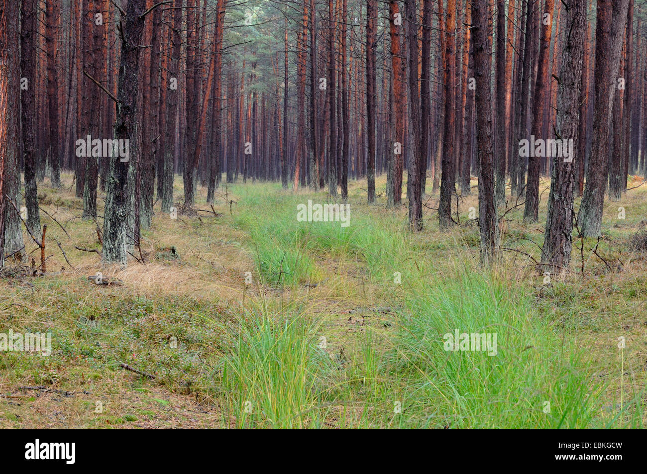 aisle in pine forest, Germany, Mecklenburg-Western Pomerania ...