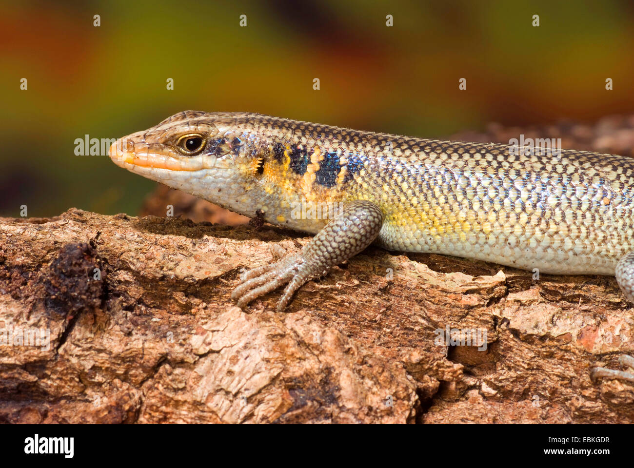 African five lined skinks hi-res stock photography and images - Alamy