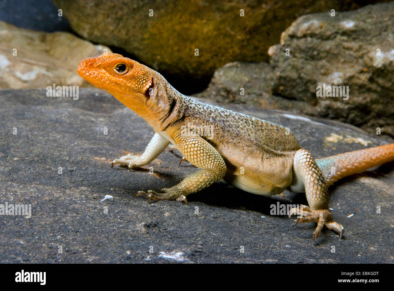 Grandidier`s Madagascar Swift (Oplurus grandidieri), standing on stones ...