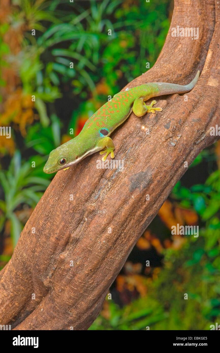 Peacock Day Gecko Size