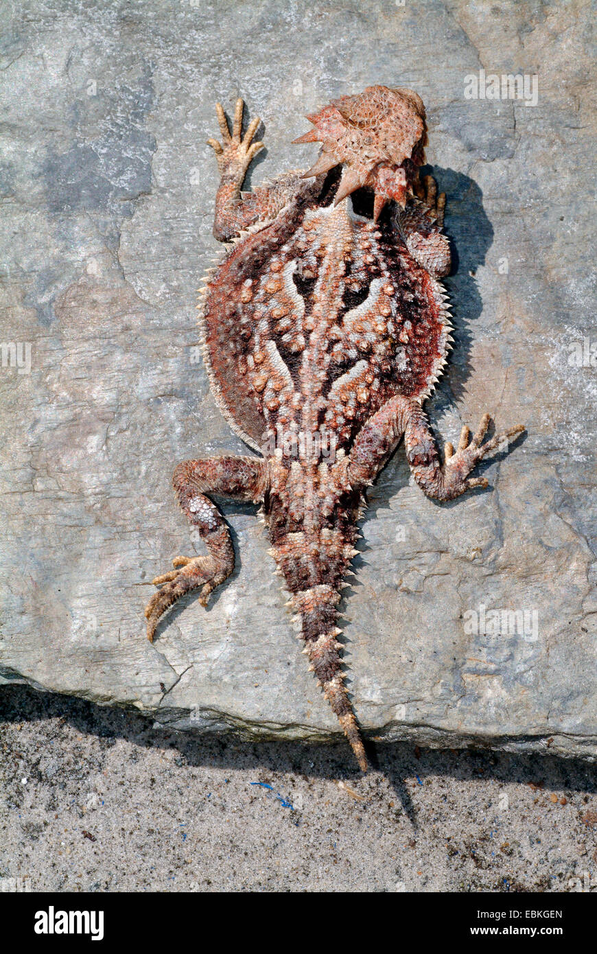 Desert Horned Lizards