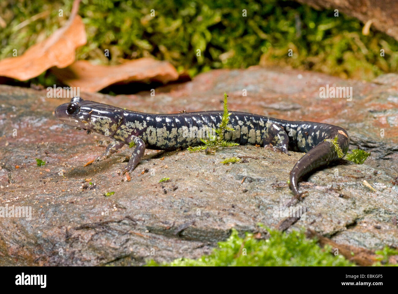 Plethodon salamanders hi-res stock photography and images - Alamy