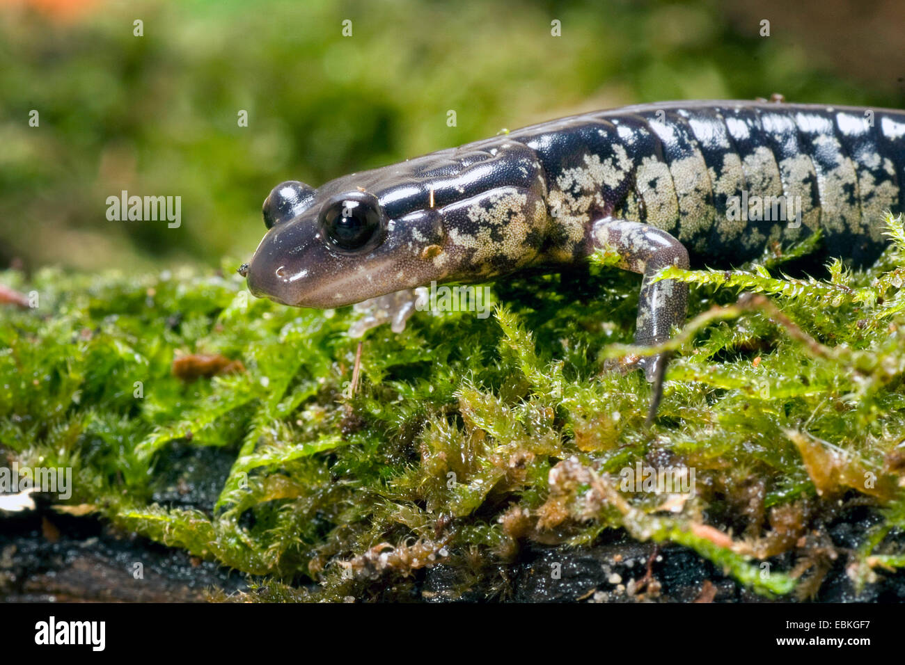 slimy salamander, northern slimy salamander (Plethodon glutinosus ...